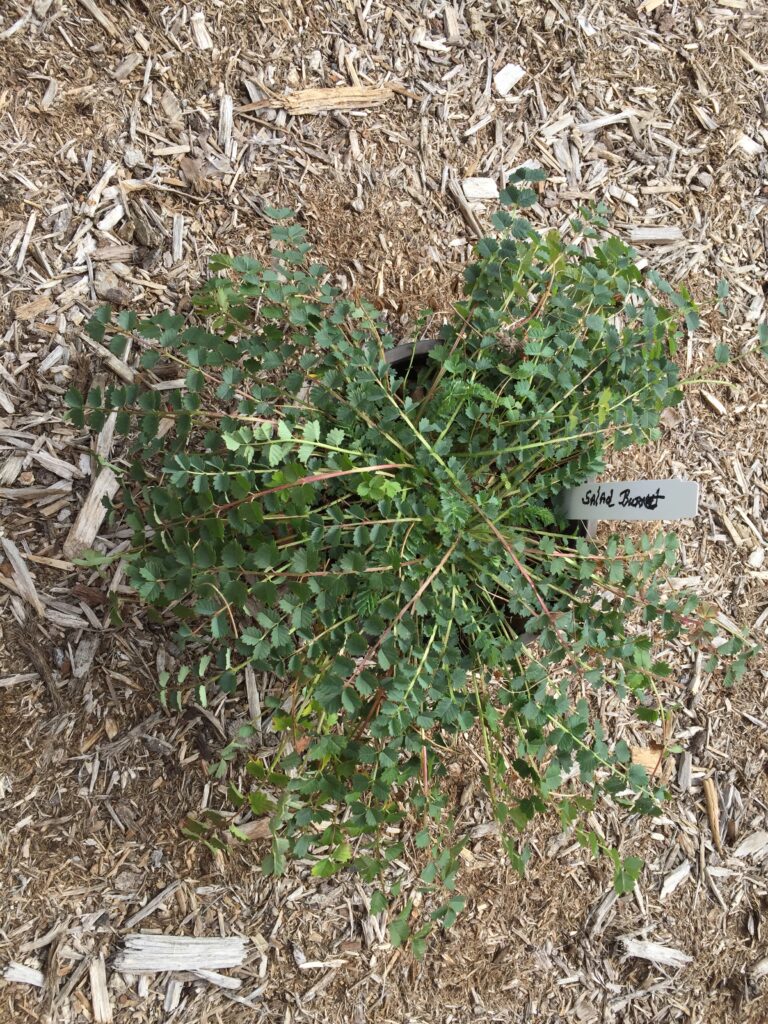 Salad Burnet Herb | Heavenly Seed