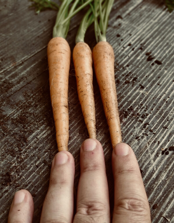 Little Finger Carrot | Heavenly Seed