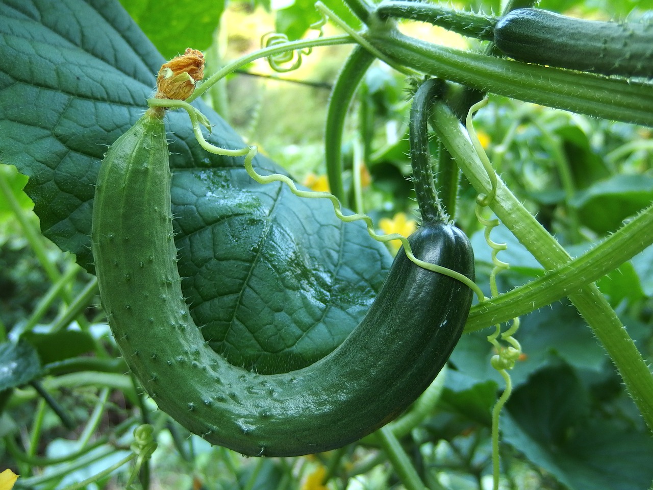 Suyo Long Cucumber | Heavenly Seed