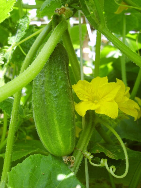 Spacemaster 80 Cucumber | Heavenly Seed