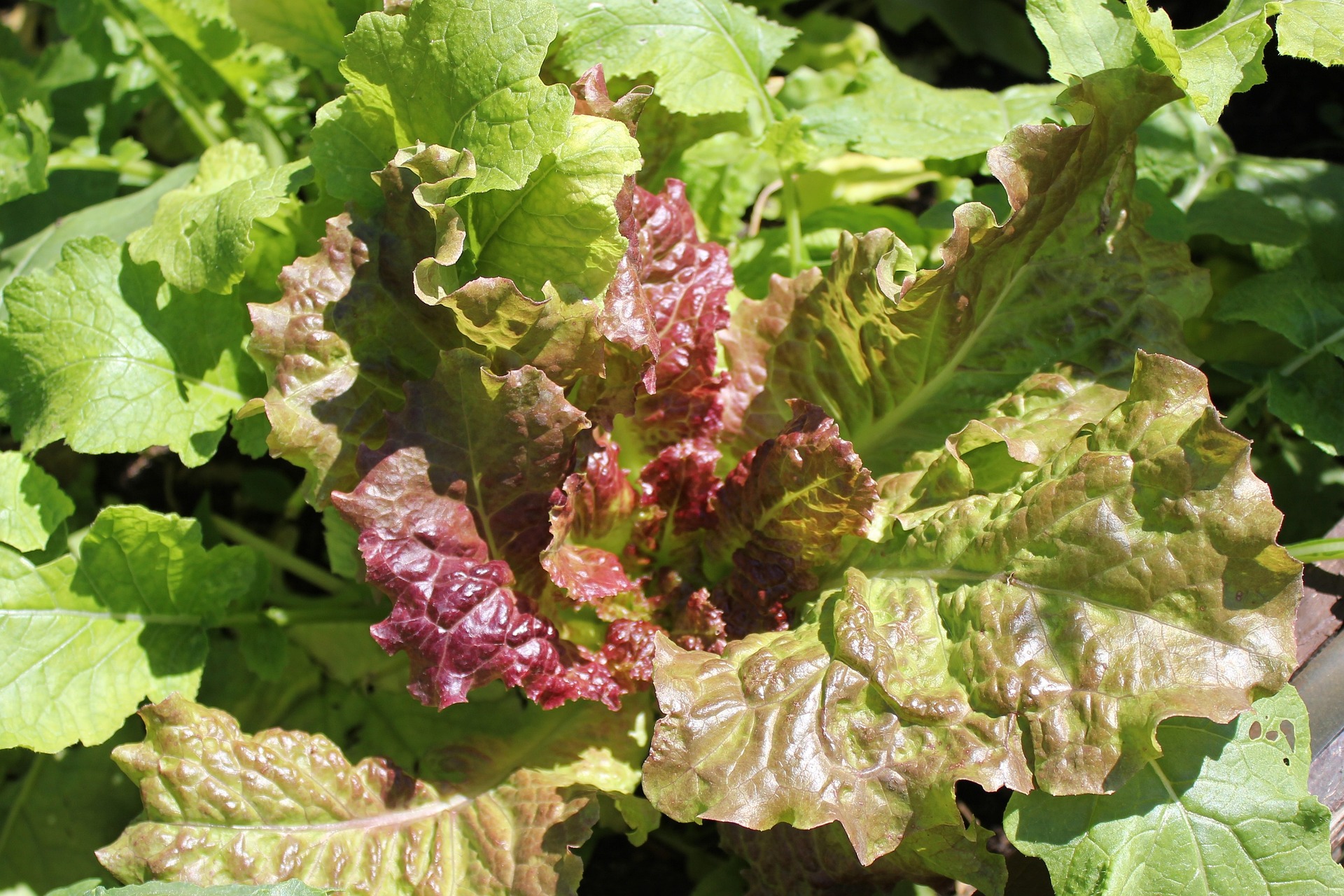 Leaf Prizehead Lettuce | Heavenly Seed