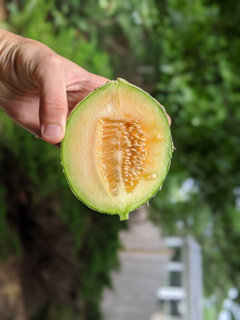 Minnesota Midget Melon | Heavenly Seed