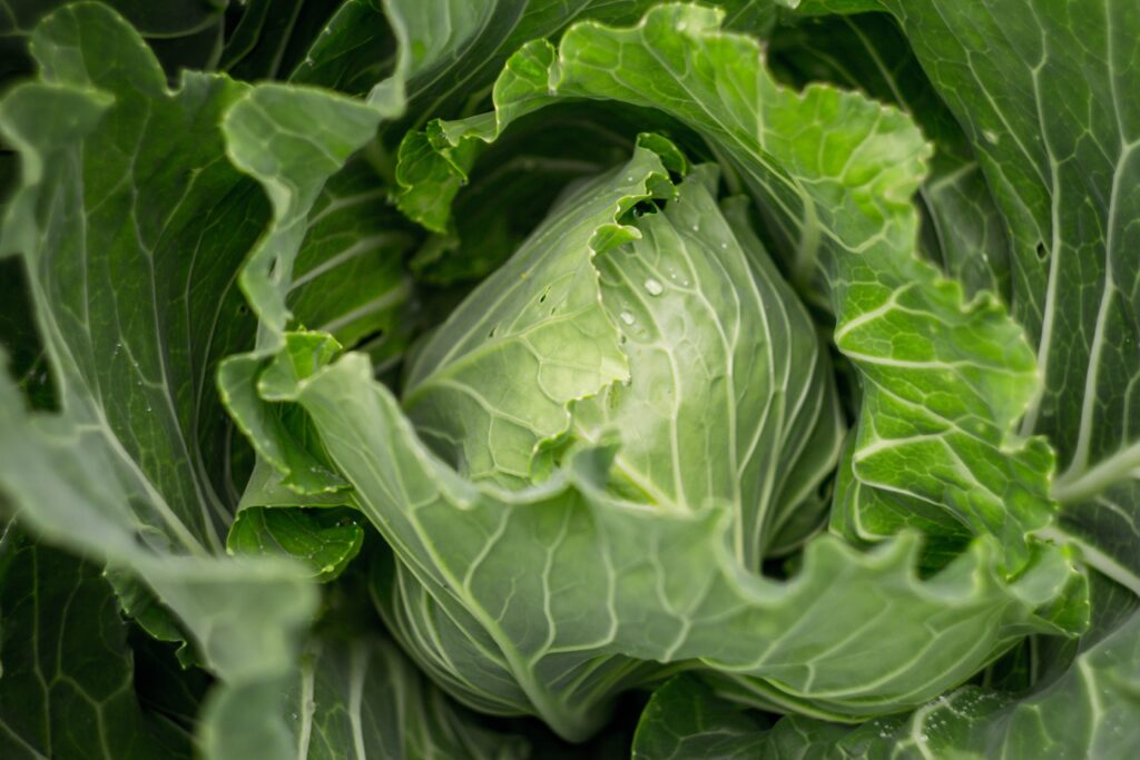 Charleston Wakefield Cabbage | Heavenly Seed