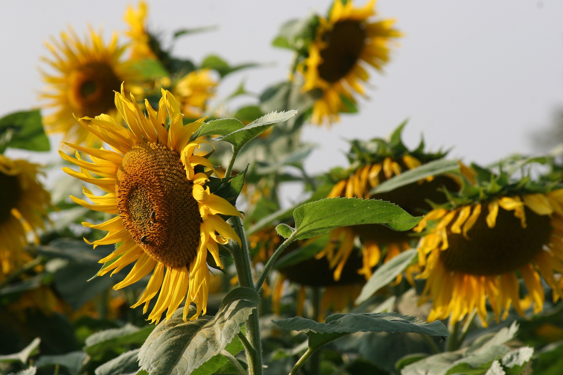 Mammoth Grey Striped Sunflower | Heavenly Seed
